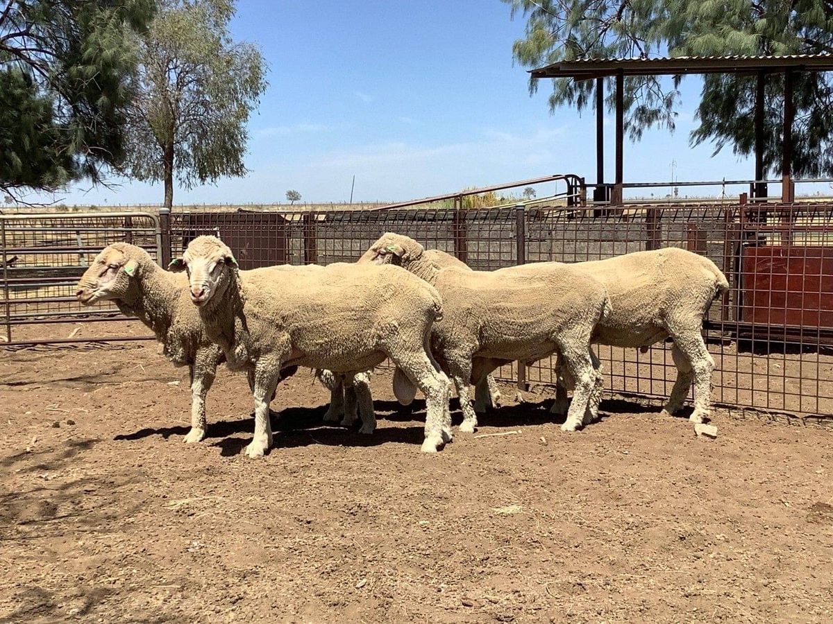 Merino rams for sale at Dunblane Pastoral Holdings | Dunblane Pastoral ...