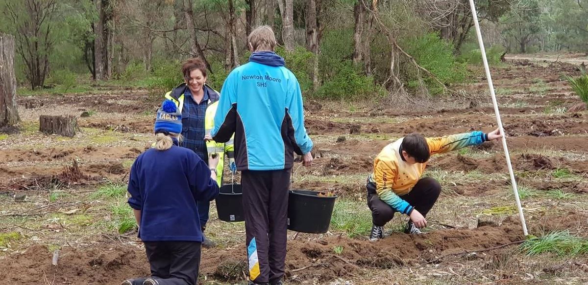 How to make a Tuart forest