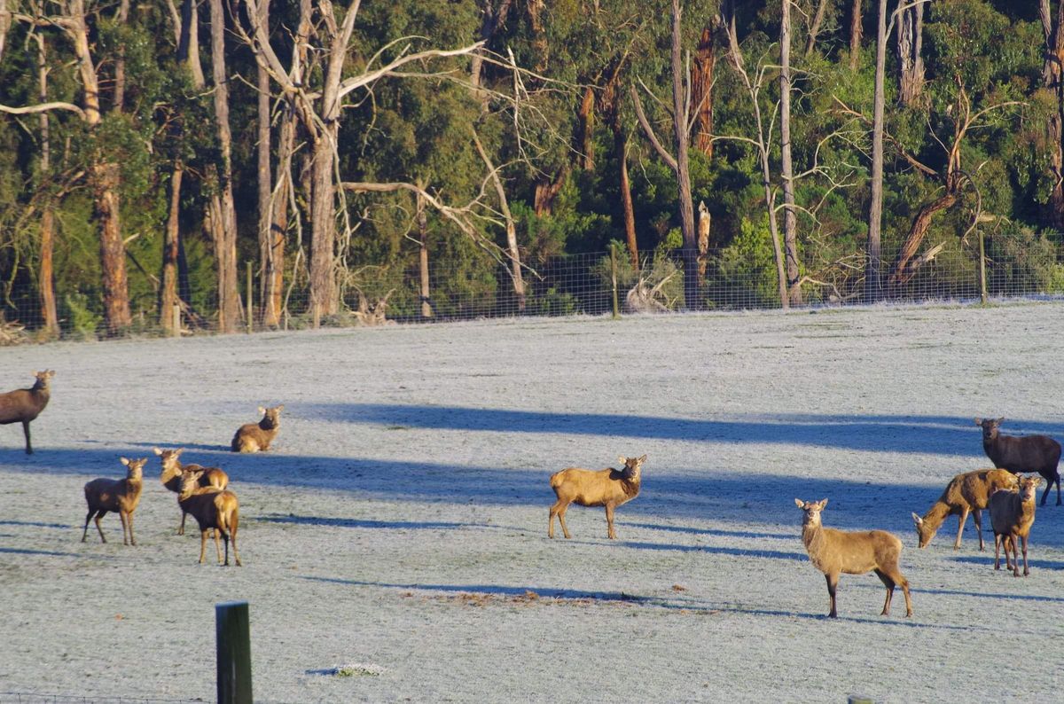 About Taktai deer products | Terramirra Park deer farm