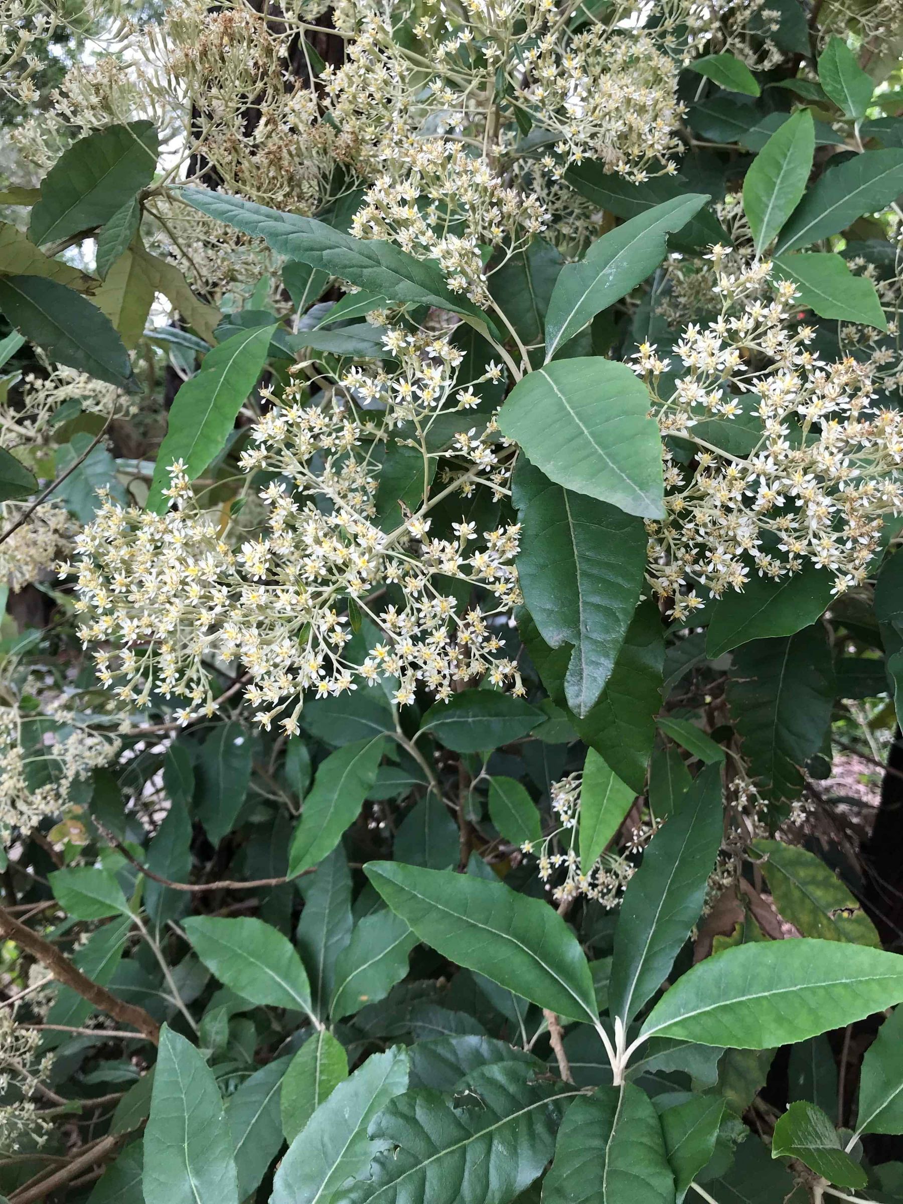 Wet forest/Damp forest | Nerrena Tarwin Valley Landcare group