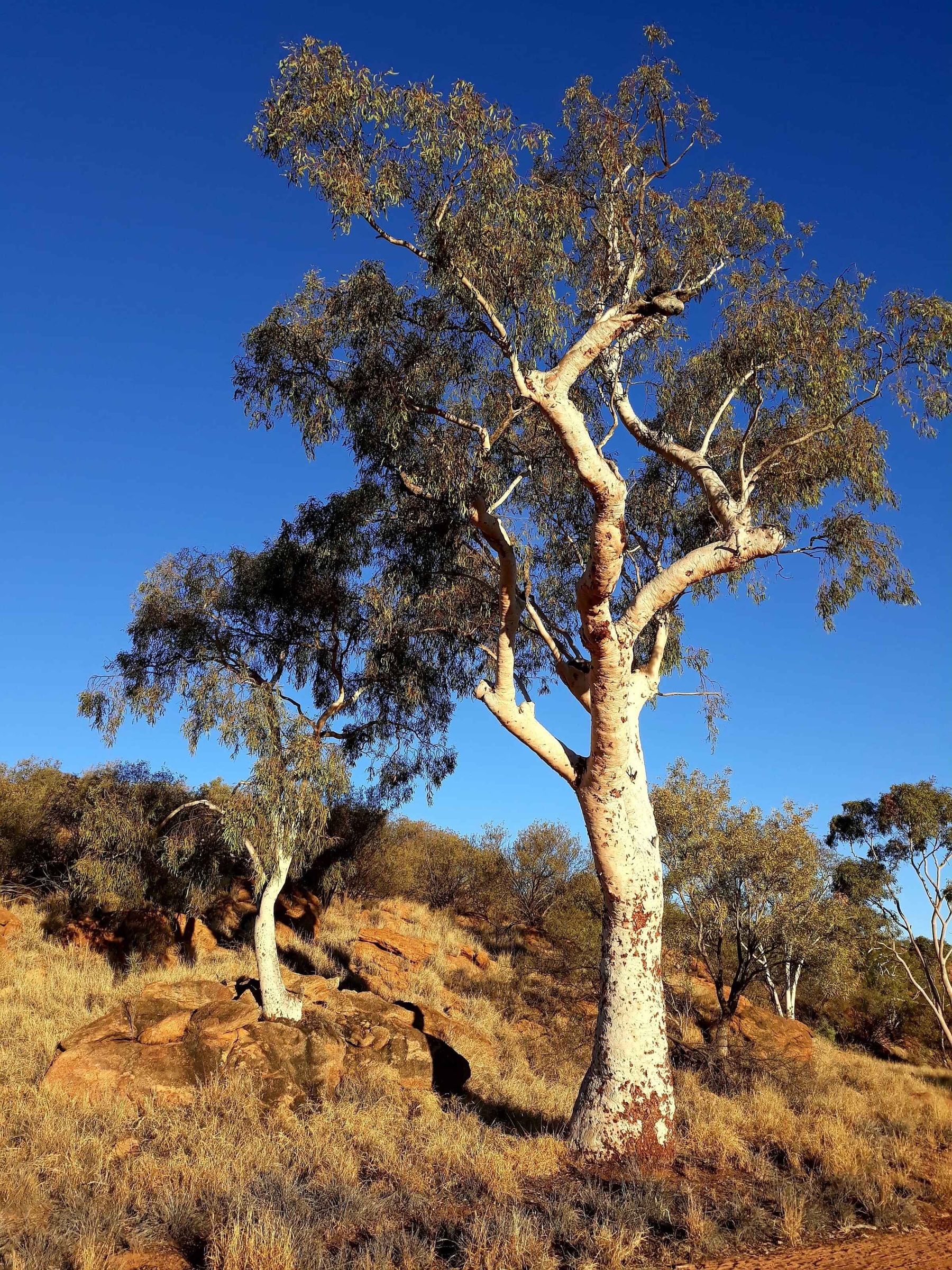 EXPERTS IN ERC (& OTHER) GRANT PROPOSAL WRITING & INTERVIEWS | Whitehorne Scientific Consulting