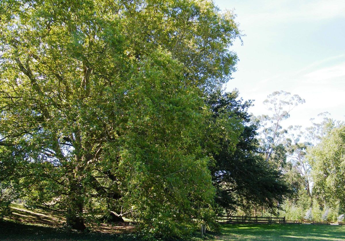 National Trust Trees