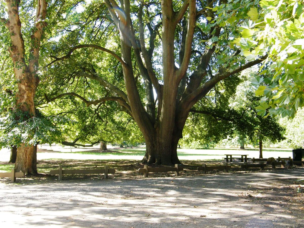National Trust Trees