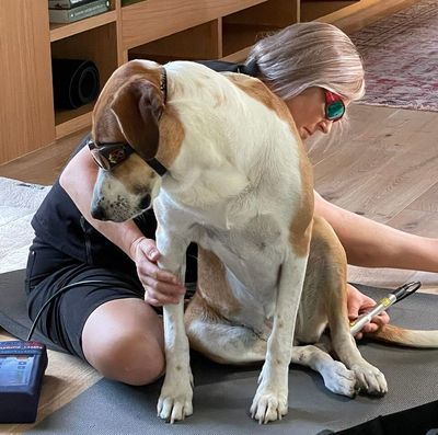 Consent Form | OPTIMA Animal Physio