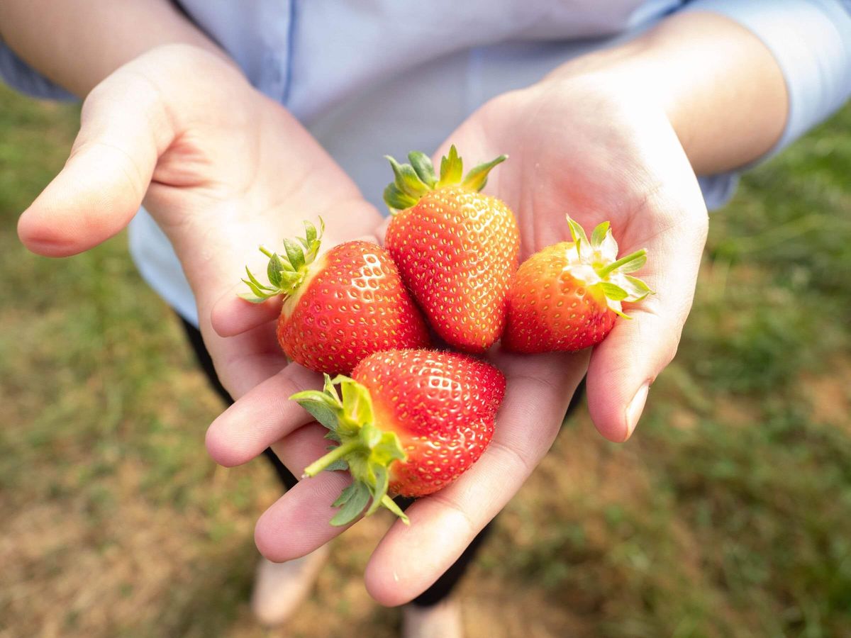 Home | Mountford Berries